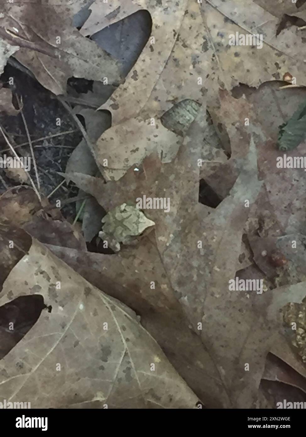 Spring Peeper (Pseudacris crucifer) Amphibia Stock Photo - Alamy