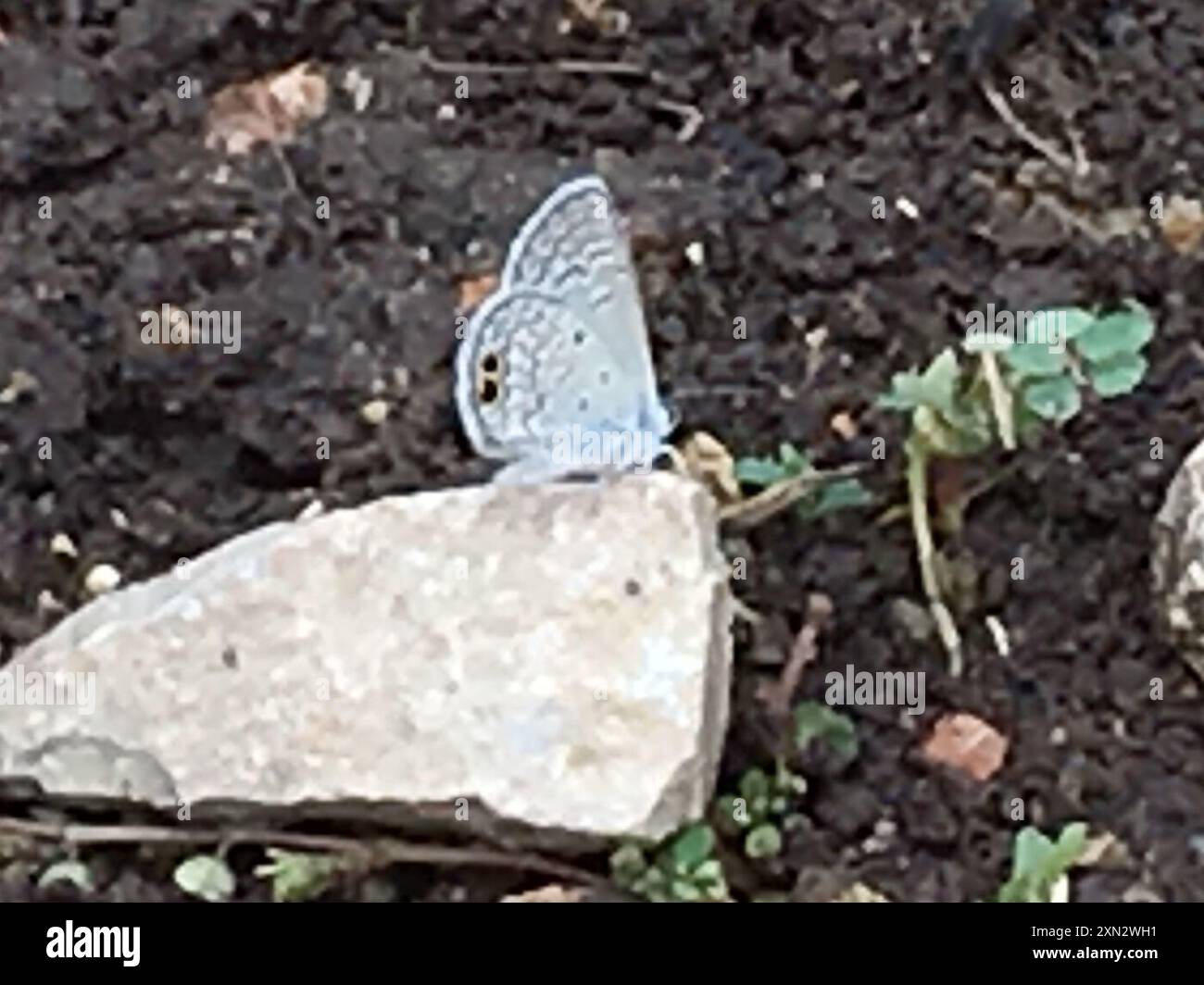 Ceraunus blue hi-res stock photography and images - Alamy