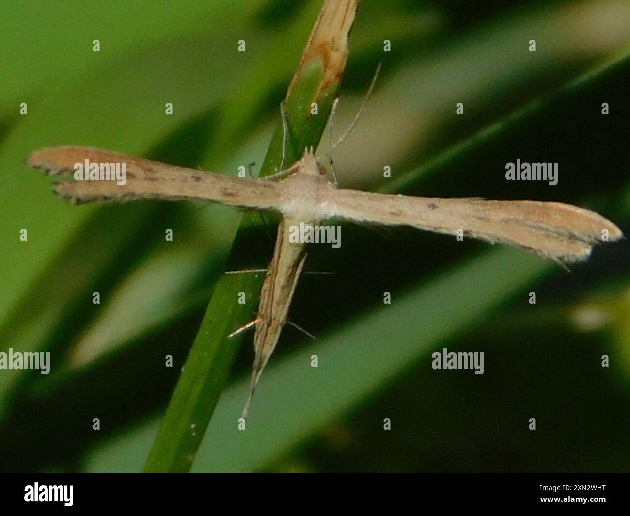Dwarf Plume Moth (Exelastis pumilio) Insecta Stock Photo - Alamy