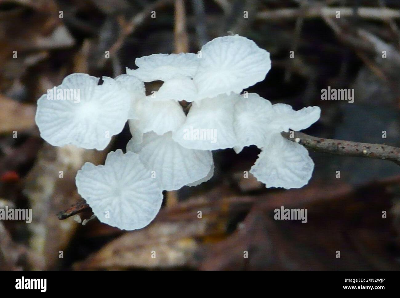 Fairy Parachutes (Marasmiellus candidus) Fungi Stock Photo - Alamy