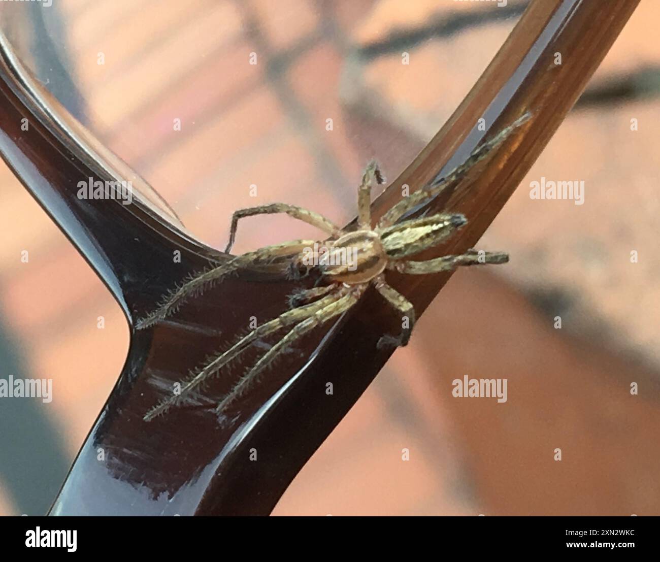 Ghost spiders anyphaenidae hi-res stock photography and images - Alamy