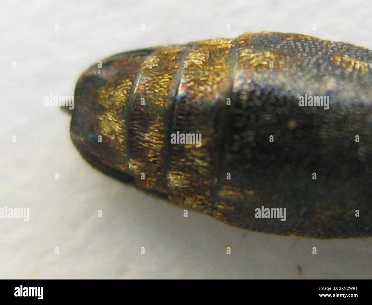 Planidia hi-res stock photography and images - Alamy