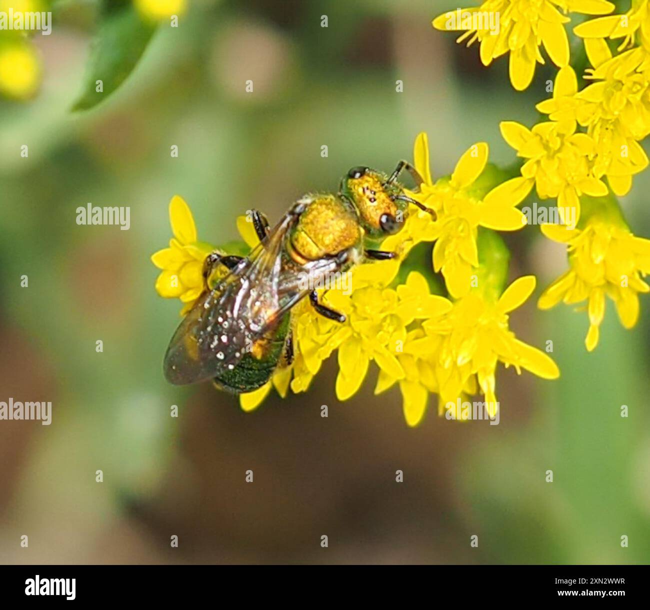 Augochlora pure hi-res stock photography and images - Alamy