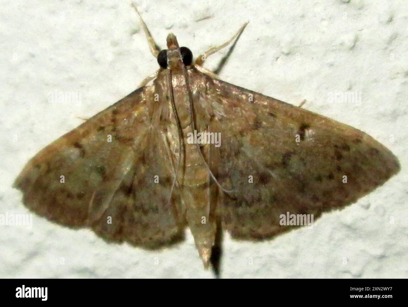 Dusky Herpetogramma Moth (Herpetogramma phaeopteralis) Insecta Stock ...