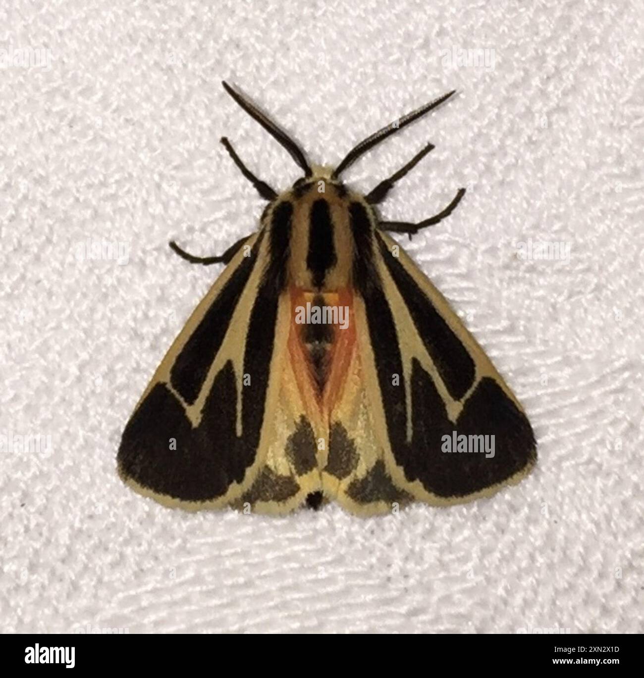 Nais Tiger Moth (Apantesis nais) Insecta Stock Photo - Alamy