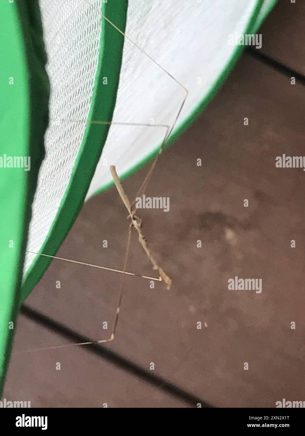 Thread-legged Bugs (Emesinae) Insecta Stock Photo - Alamy