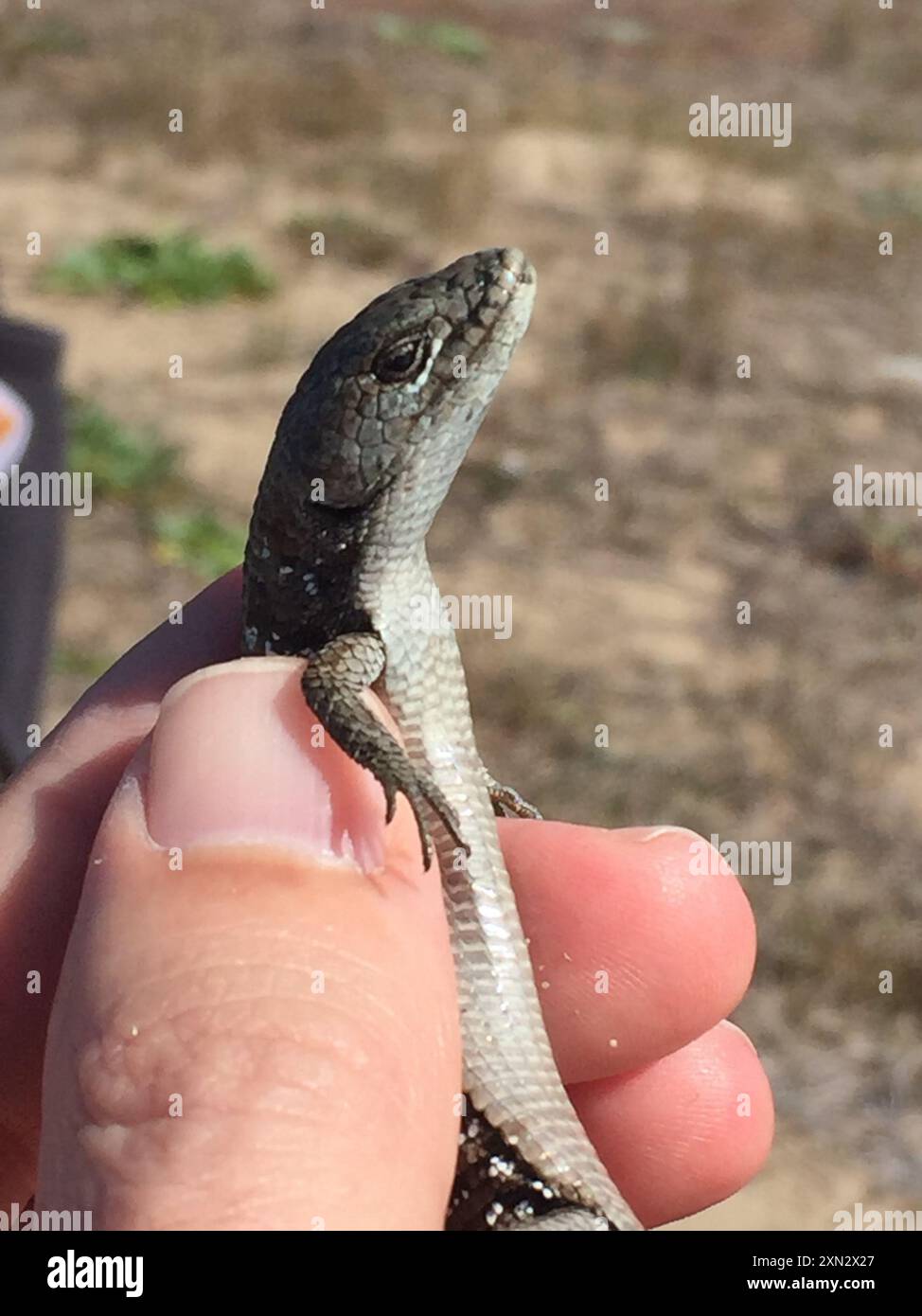 Northern Alligator Lizard (Elgaria coerulea) Reptilia Stock Photo - Alamy