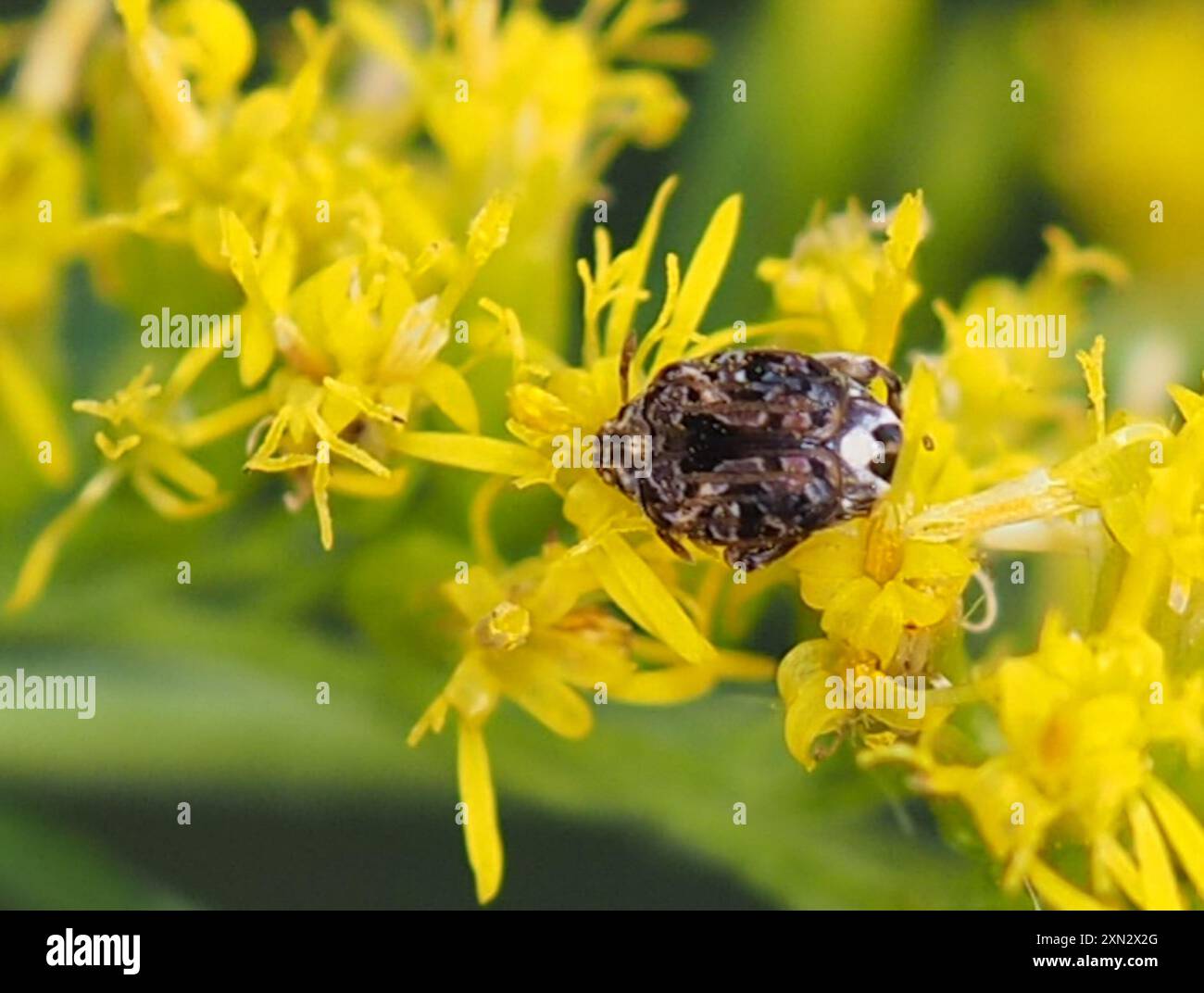 Redbud Seed Weevil (Gibbobruchus mimus) Insecta Stock Photo - Alamy