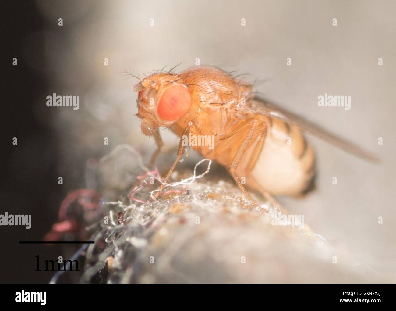 Common Fruit Fly (Drosophila melanogaster) Insecta Stock Photo - Alamy