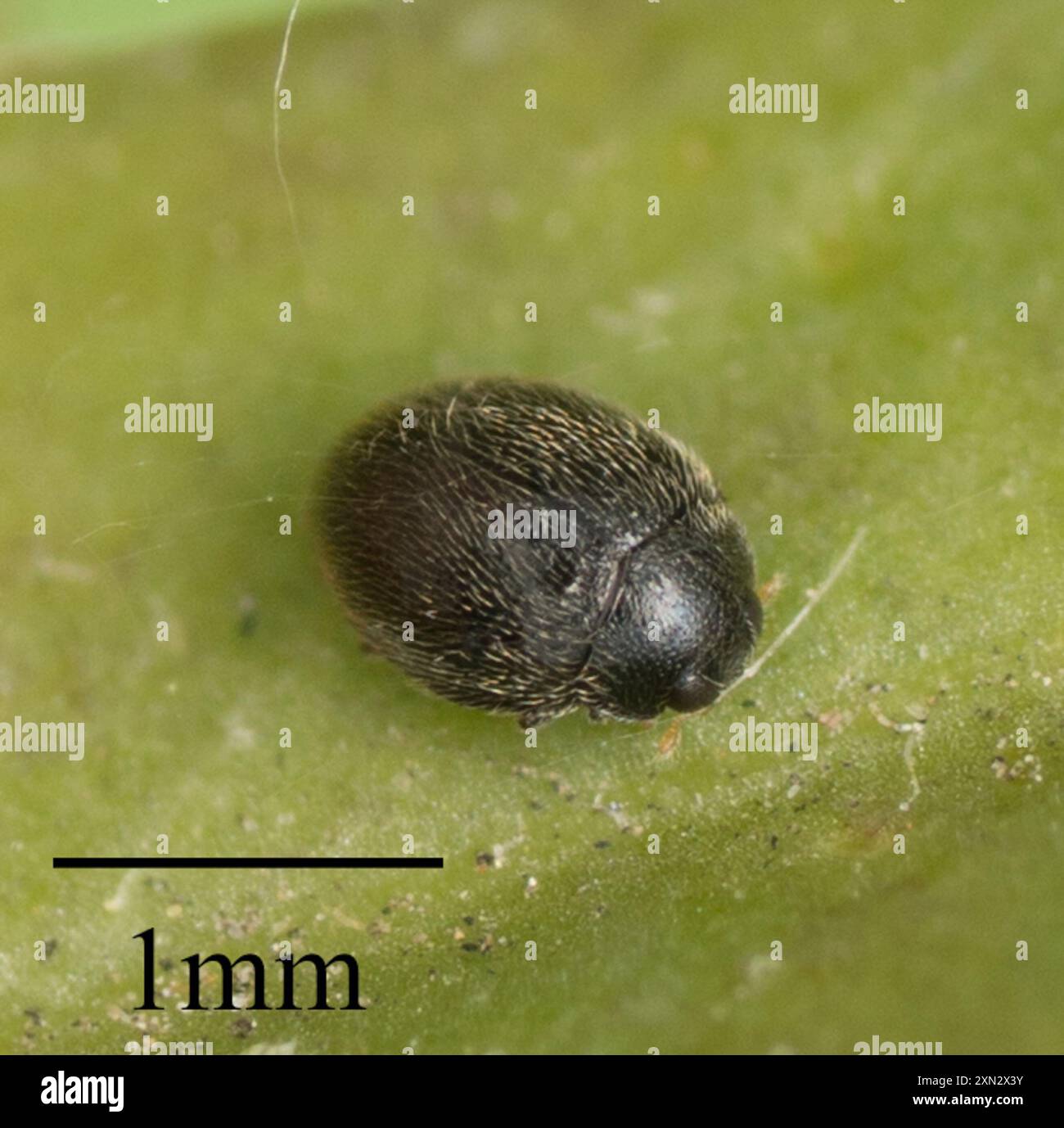 Spider Mite Destroyer (Stethorus punctum) Insecta Stock Photo - Alamy