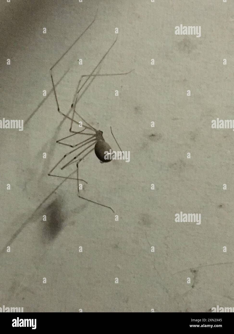 Common Cellar Spiders (Pholcus) Arachnida Stock Photo - Alamy