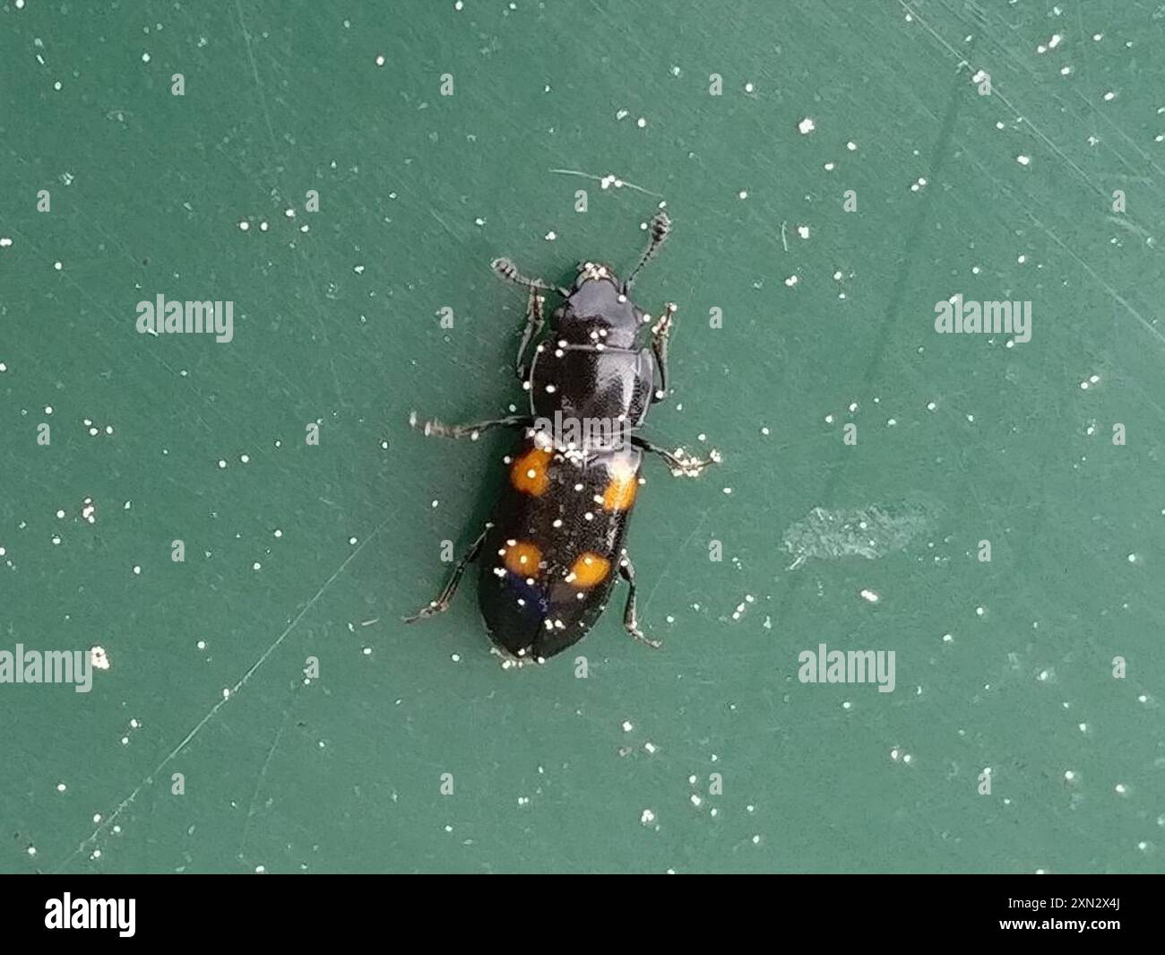 European Bark Beetle Predator (Glischrochilus quadripunctatus) Insecta ...
