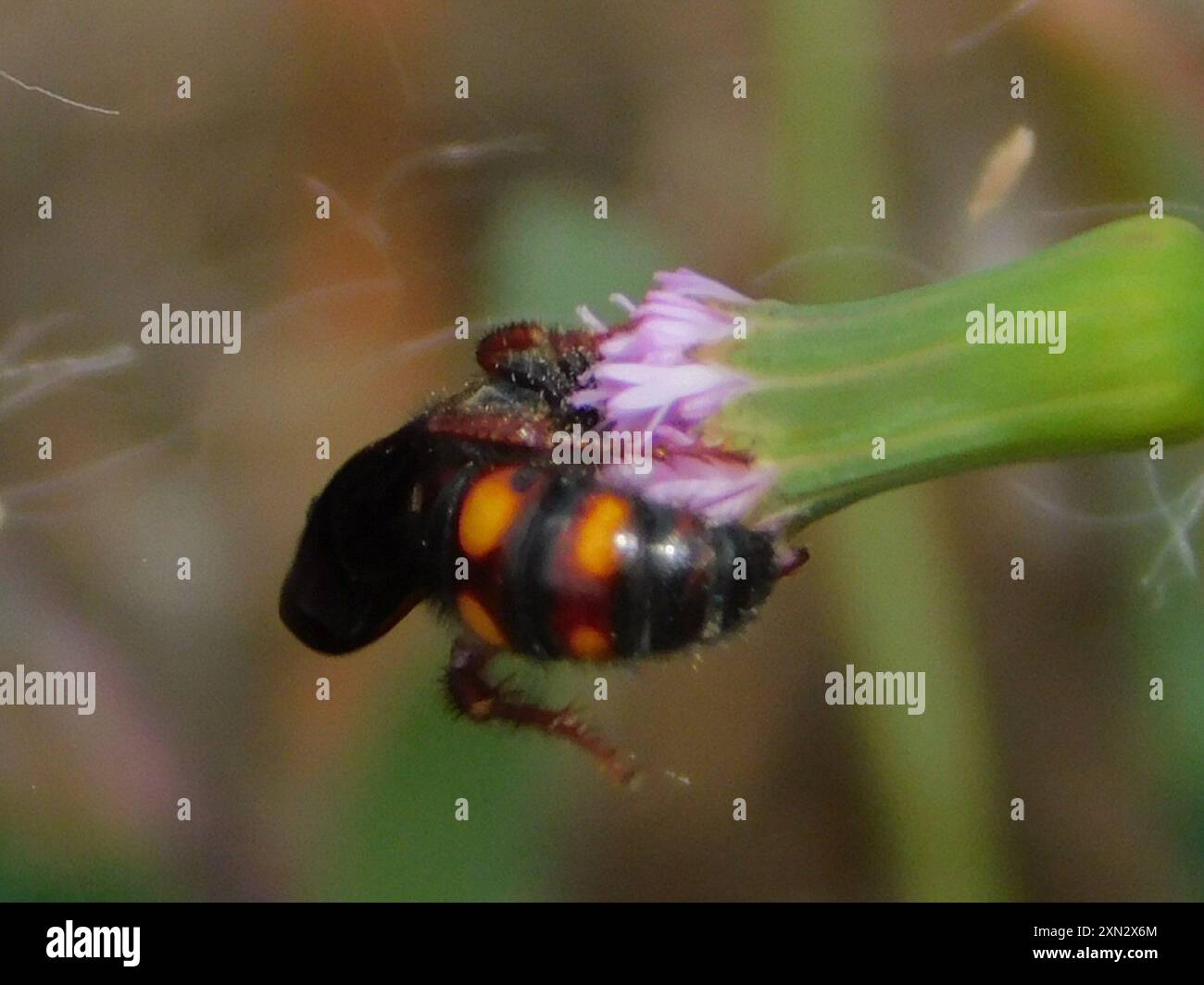 Noble Scoliid Wasp (Scolia nobilitata) Insecta Stock Photo - Alamy
