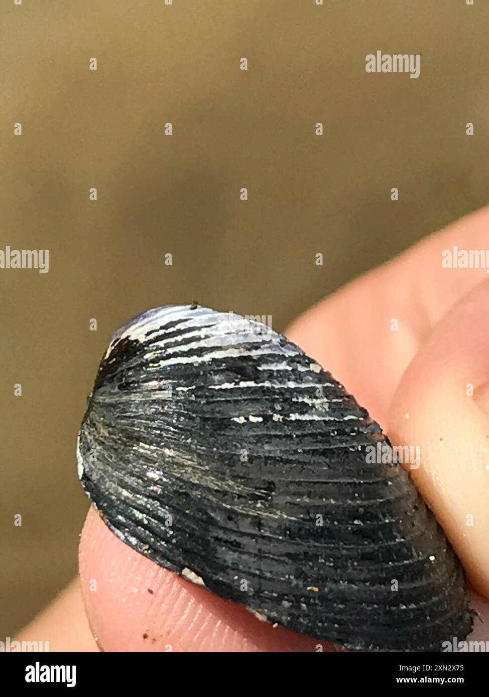 Asian Clam (Corbicula fluminea) Mollusca Stock Photo - Alamy