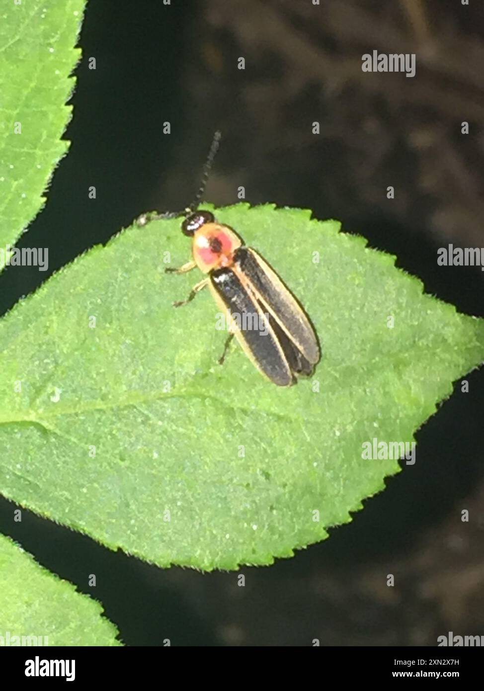Common Eastern Firefly (Photinus pyralis) Insecta Stock Photo - Alamy