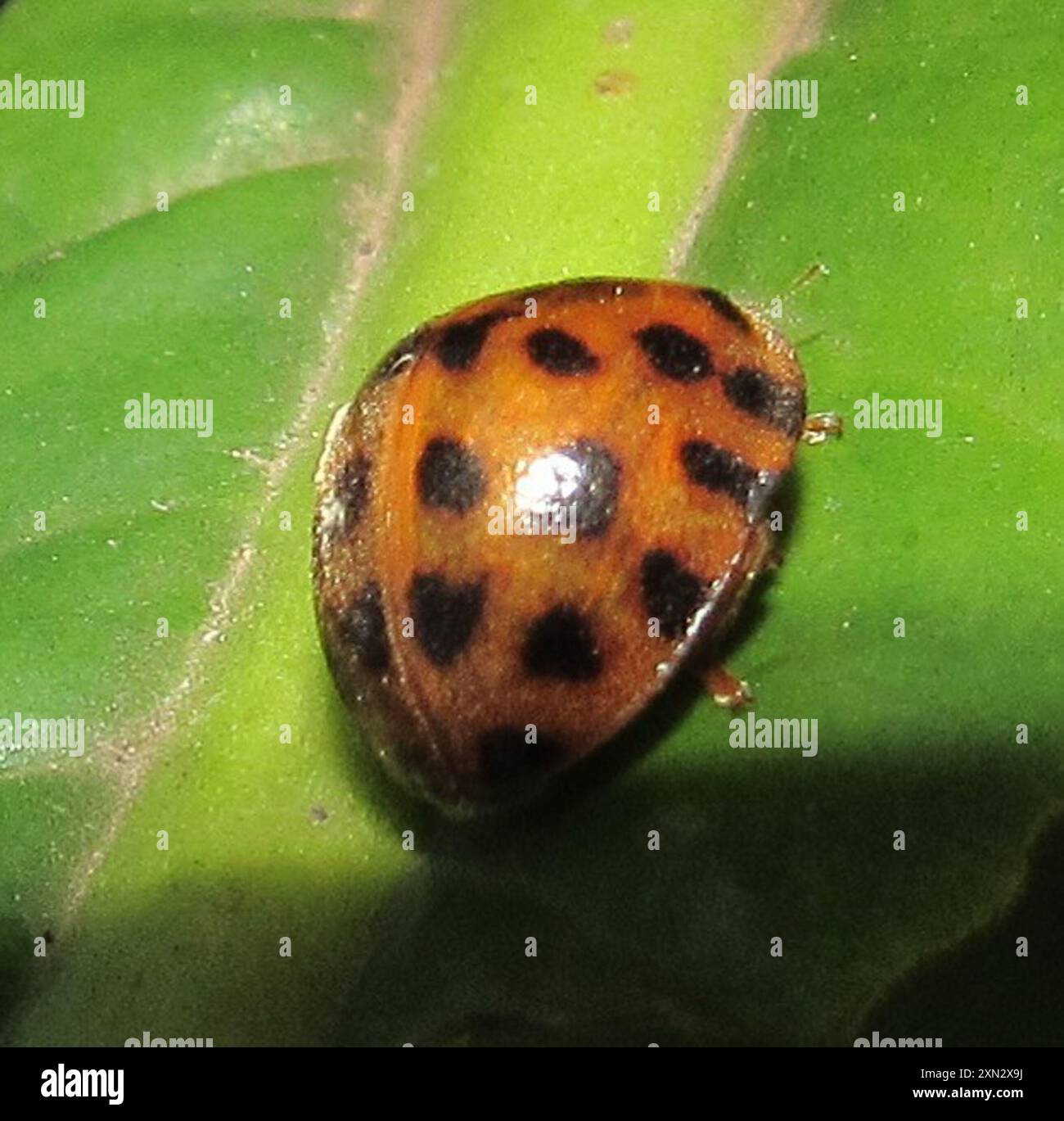 Henosepilachna vigintioctopunctata hi-res stock photography and images ...