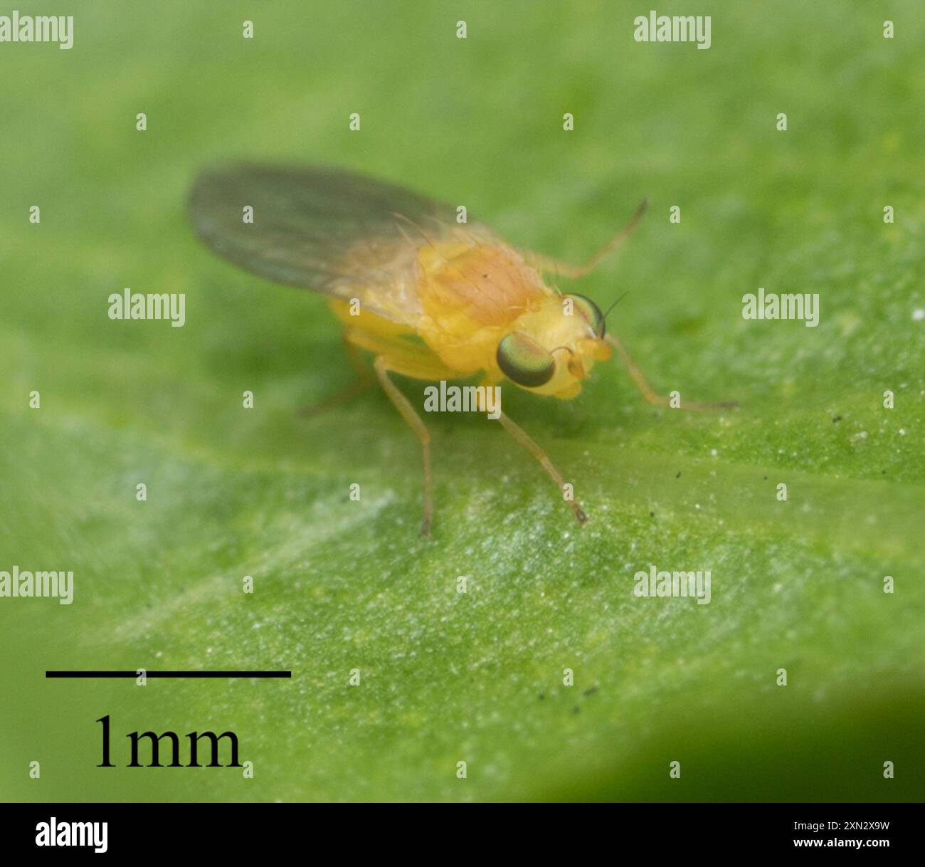 Leaf-miner Flies (Agromyzidae) Insecta Stock Photo - Alamy