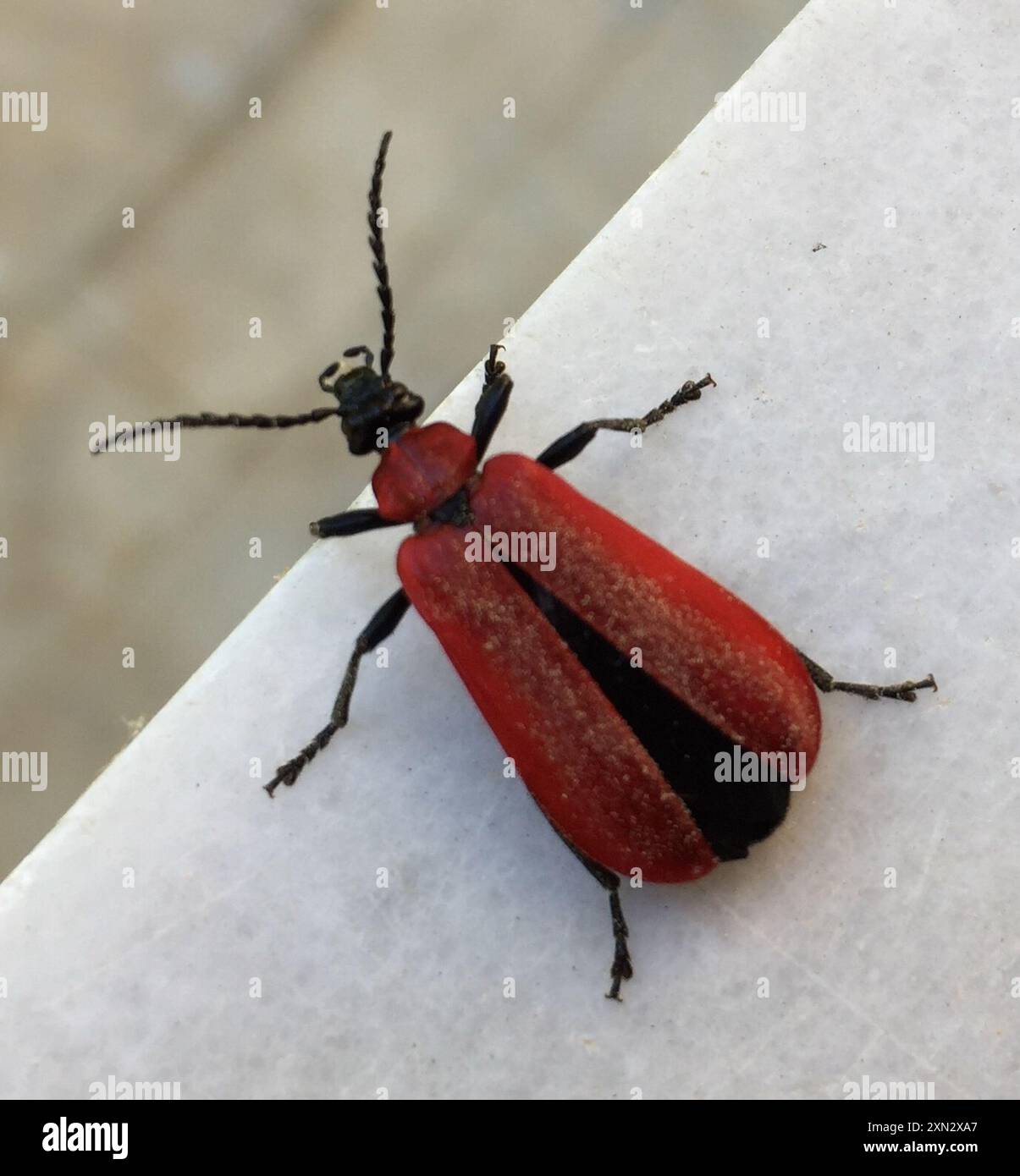 Black-headed Cardinal Beetle (Pyrochroa coccinea) Insecta Stock Photo ...