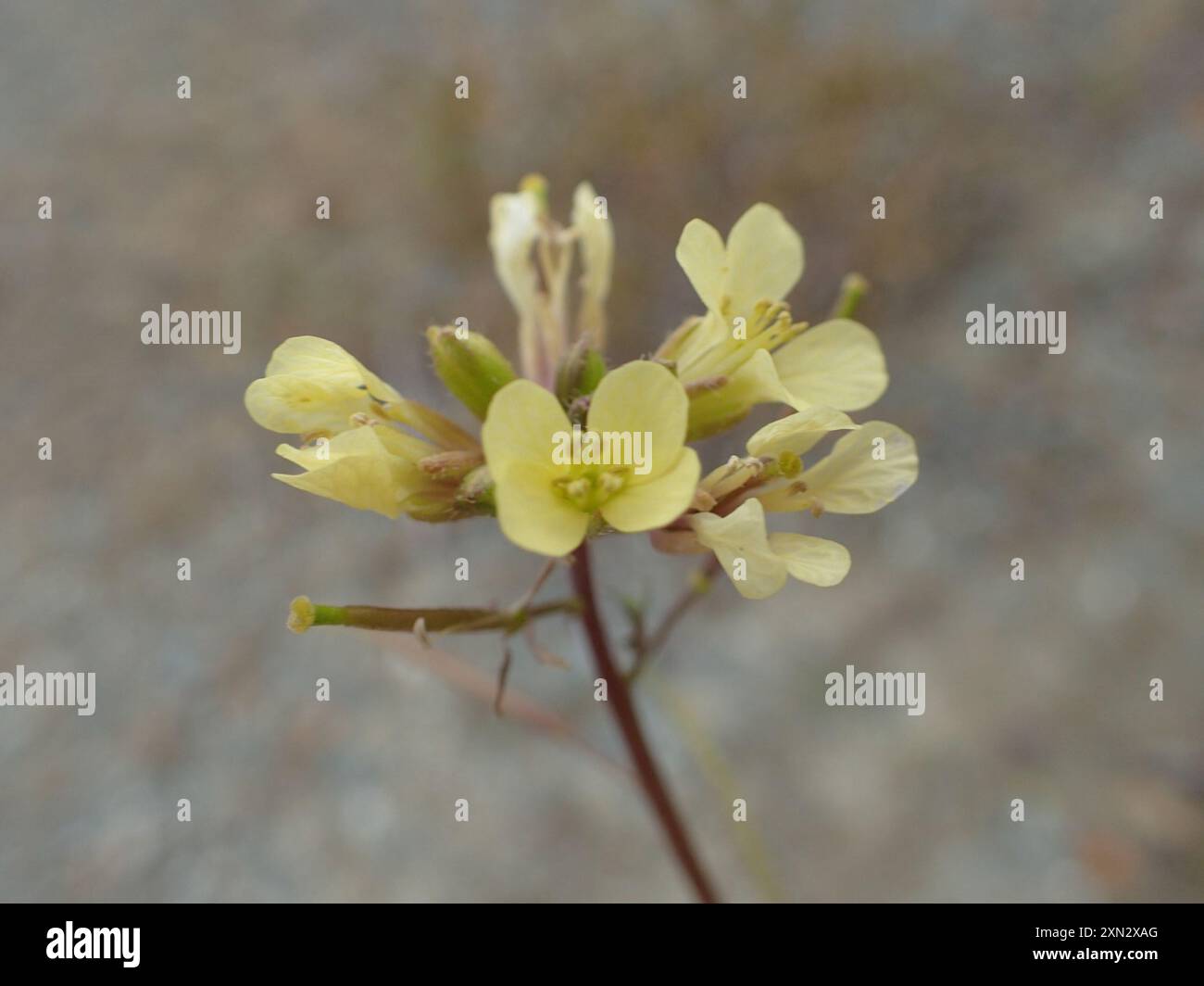 Hairy Rocket (Erucastrum gallicum) Plantae Stock Photo - Alamy