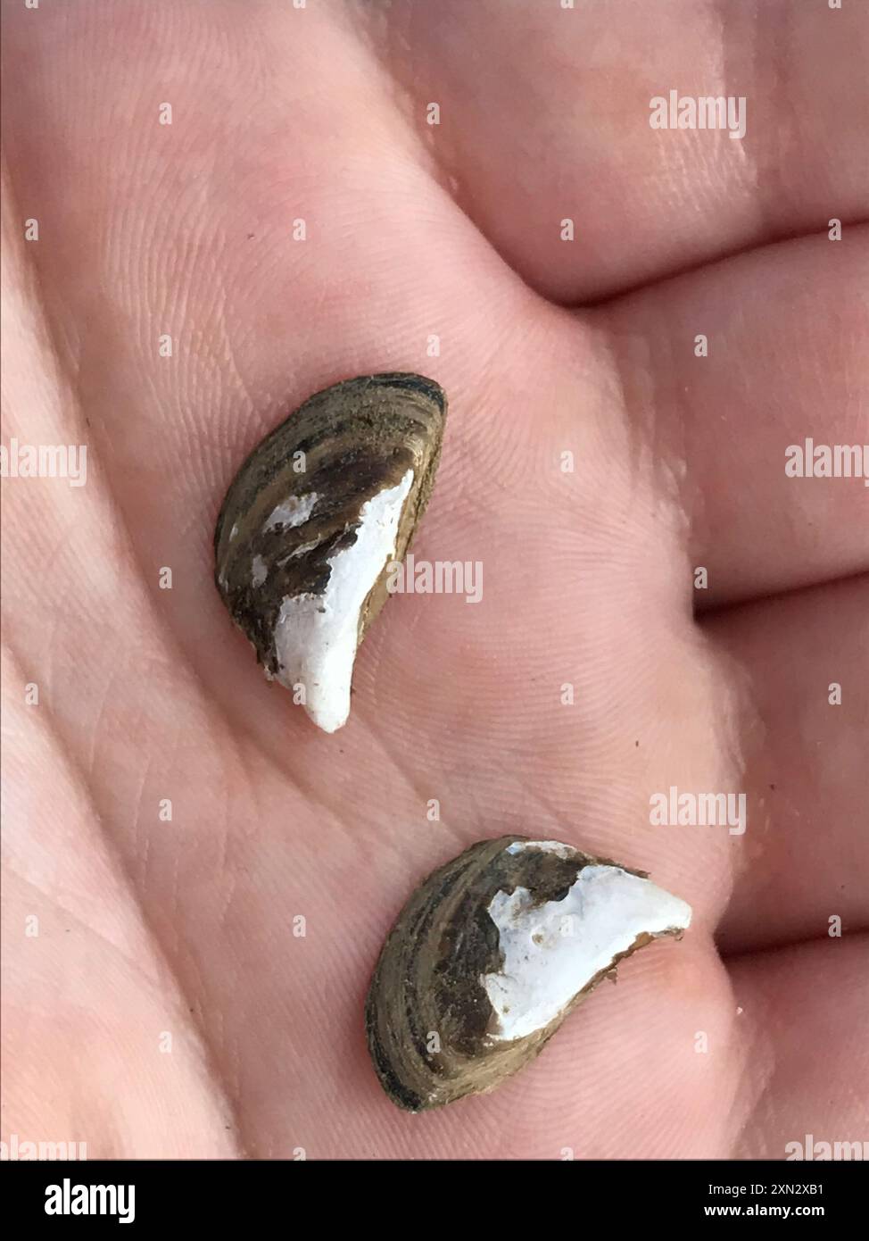 Zebra Mussel (Dreissena polymorpha) Mollusca Stock Photo - Alamy