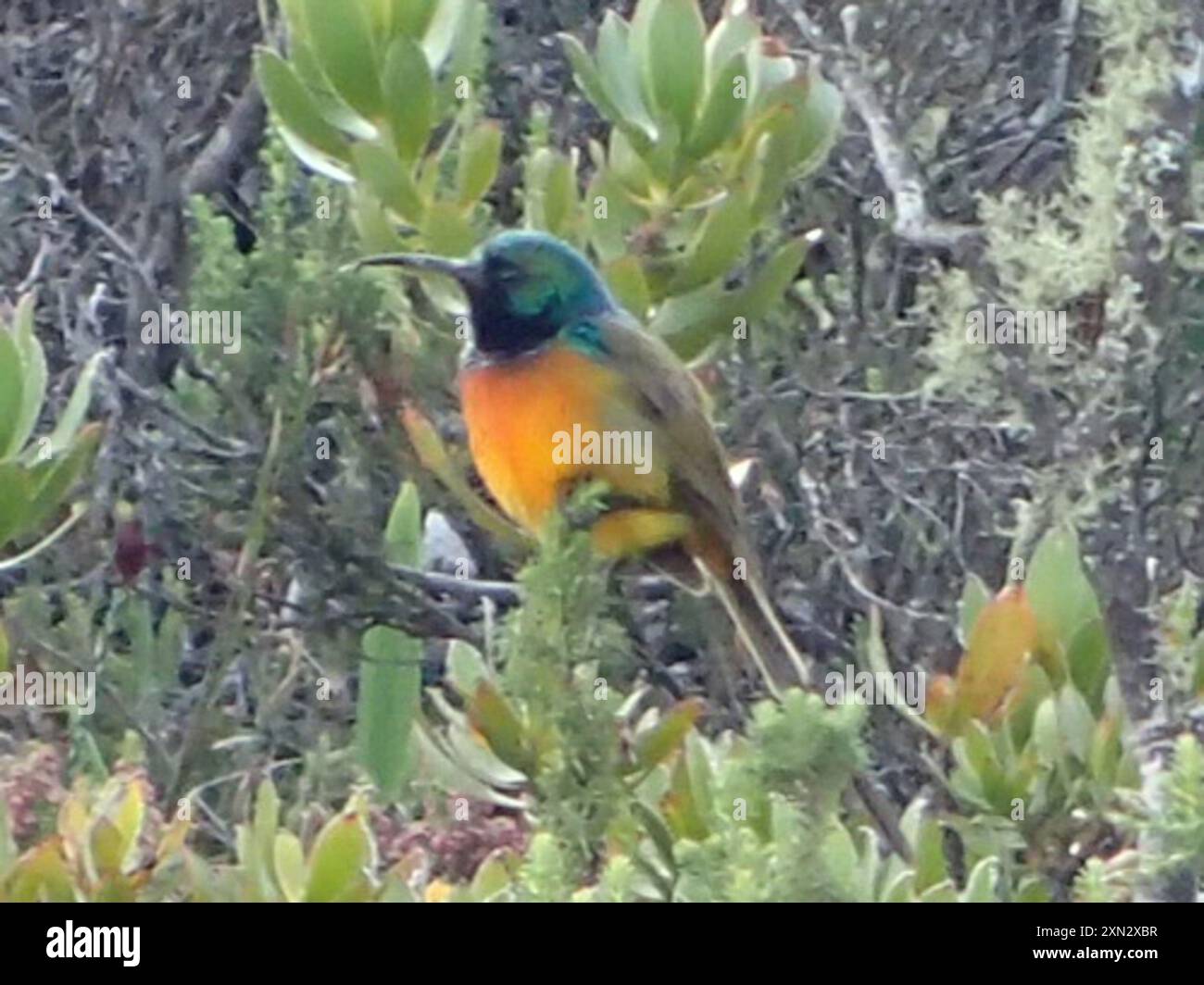 Orange-breasted Sunbird (Anthobaphes violacea) Aves Stock Photo - Alamy