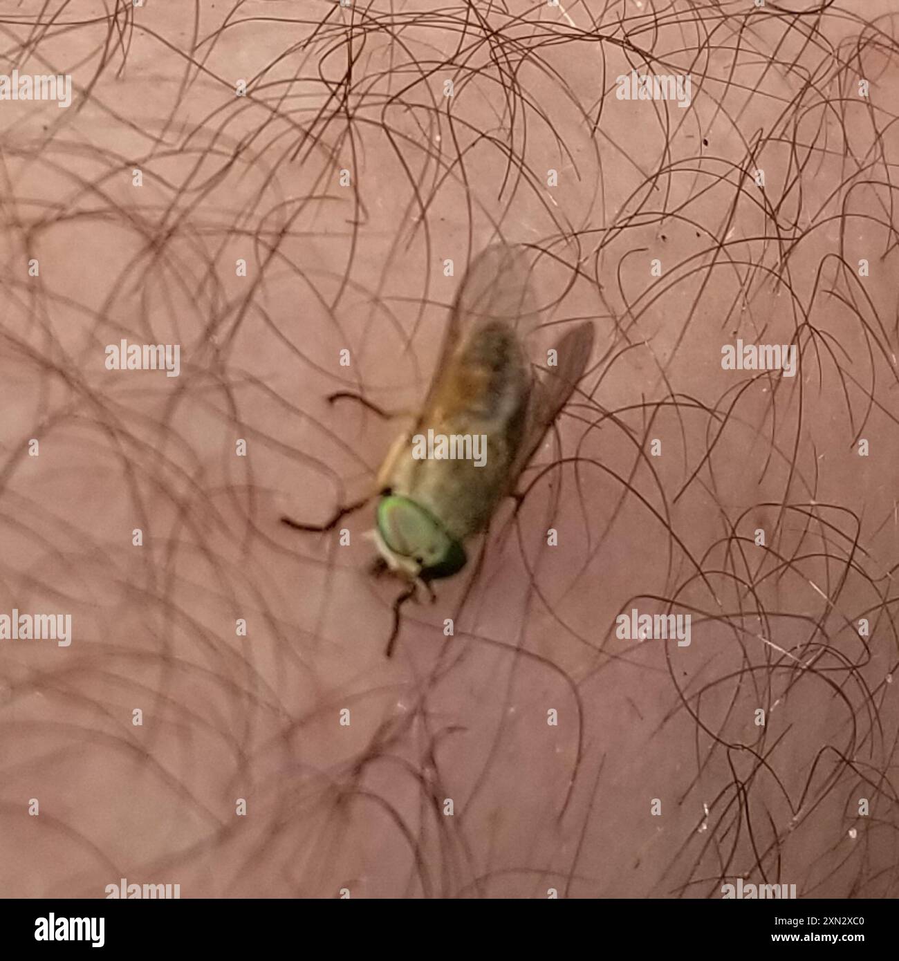 Striped Horse Fly (Tabanus lineola) Insecta Stock Photo - Alamy