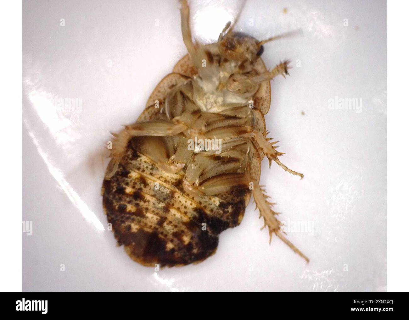 Cockroaches and Termites (Blattodea) Insecta Stock Photo - Alamy