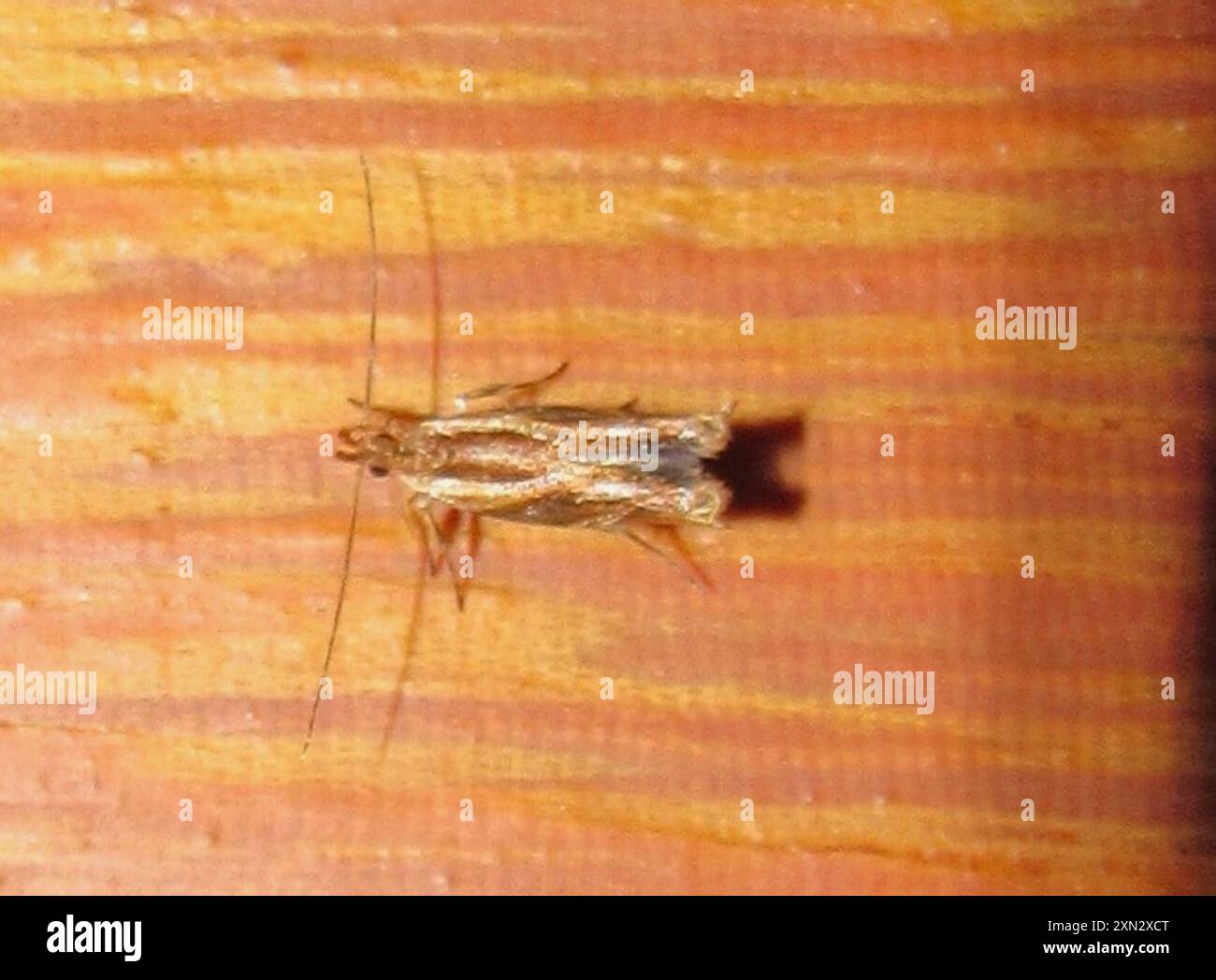 Curved-horn Moths (Gelechioidea) Insecta Stock Photo - Alamy