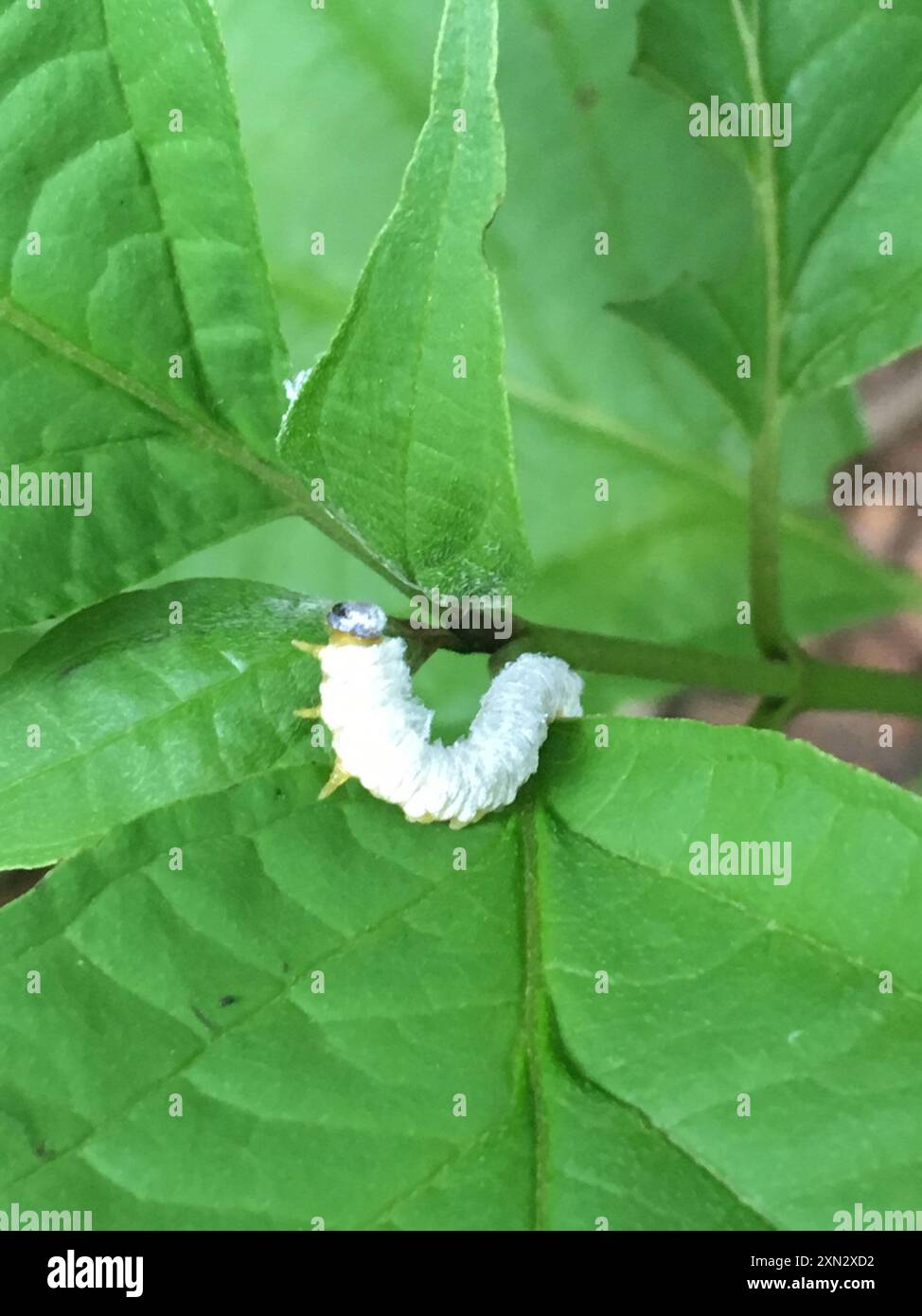 Dogwood Sawflies (Macremphytus) Insecta Stock Photo - Alamy