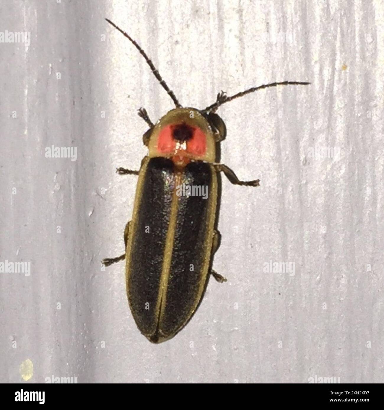 Common Eastern Firefly (Photinus pyralis) Insecta Stock Photo - Alamy