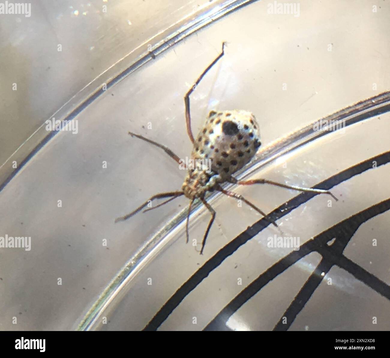 Giant Willow Aphid (Tuberolachnus salignus) Insecta Stock Photo - Alamy
