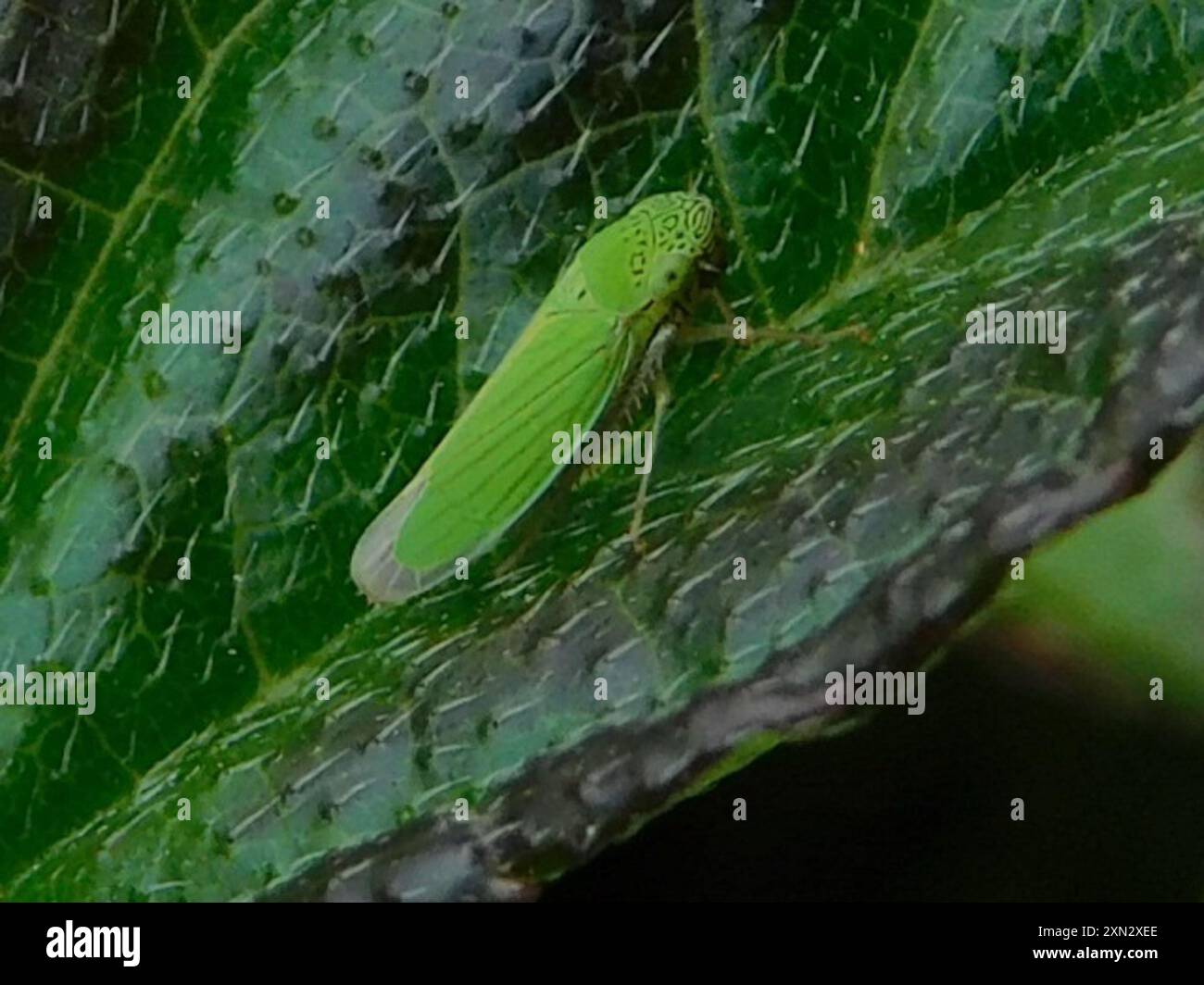 Common Green Leafhopper (Hortensia similis) Insecta Stock Photo - Alamy
