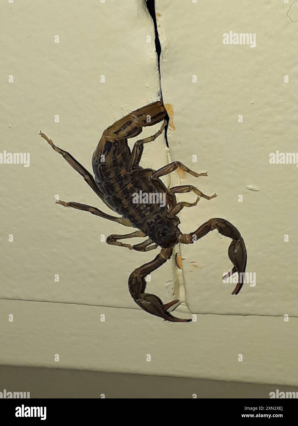 Striped Lesser-Thicktail Scorpion (Uroplectes lineatus) Arachnida Stock ...