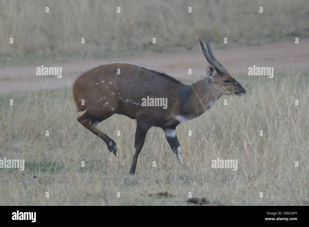 Cape Bushbuck (Tragelaphus sylvaticus sylvaticus) Mammalia Stock Photo ...