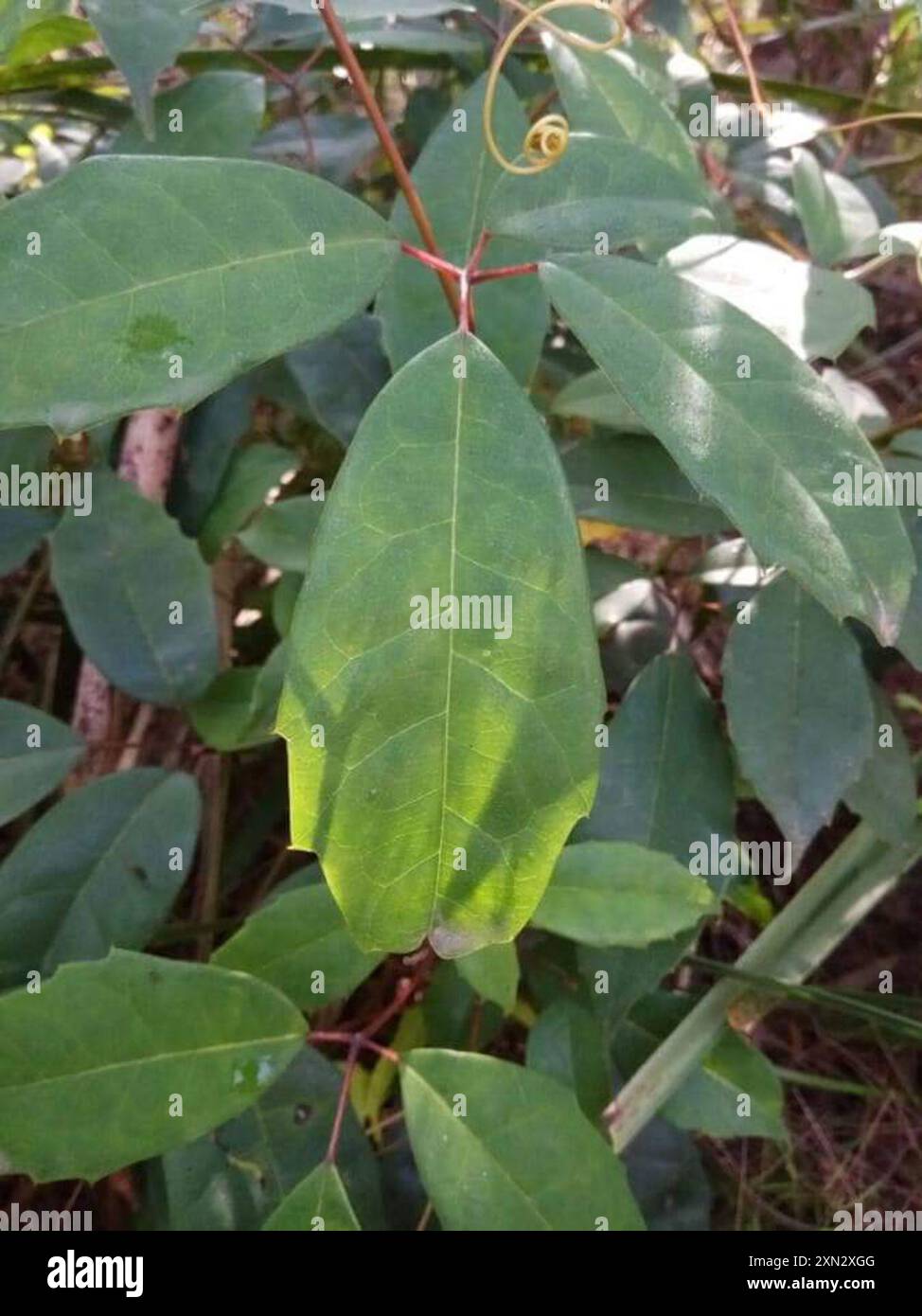 Five-Leaved Water Vine (Apocissus hypoglauca) Plantae Stock Photo - Alamy