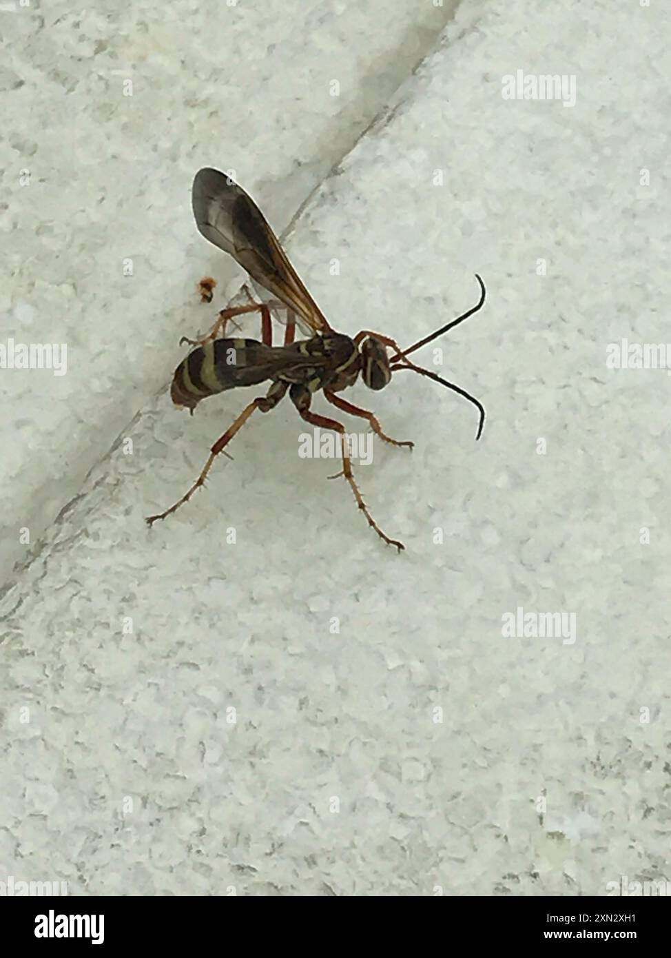Interrupted Spider Wasp (Poecilopompilus interruptus) Insecta Stock ...
