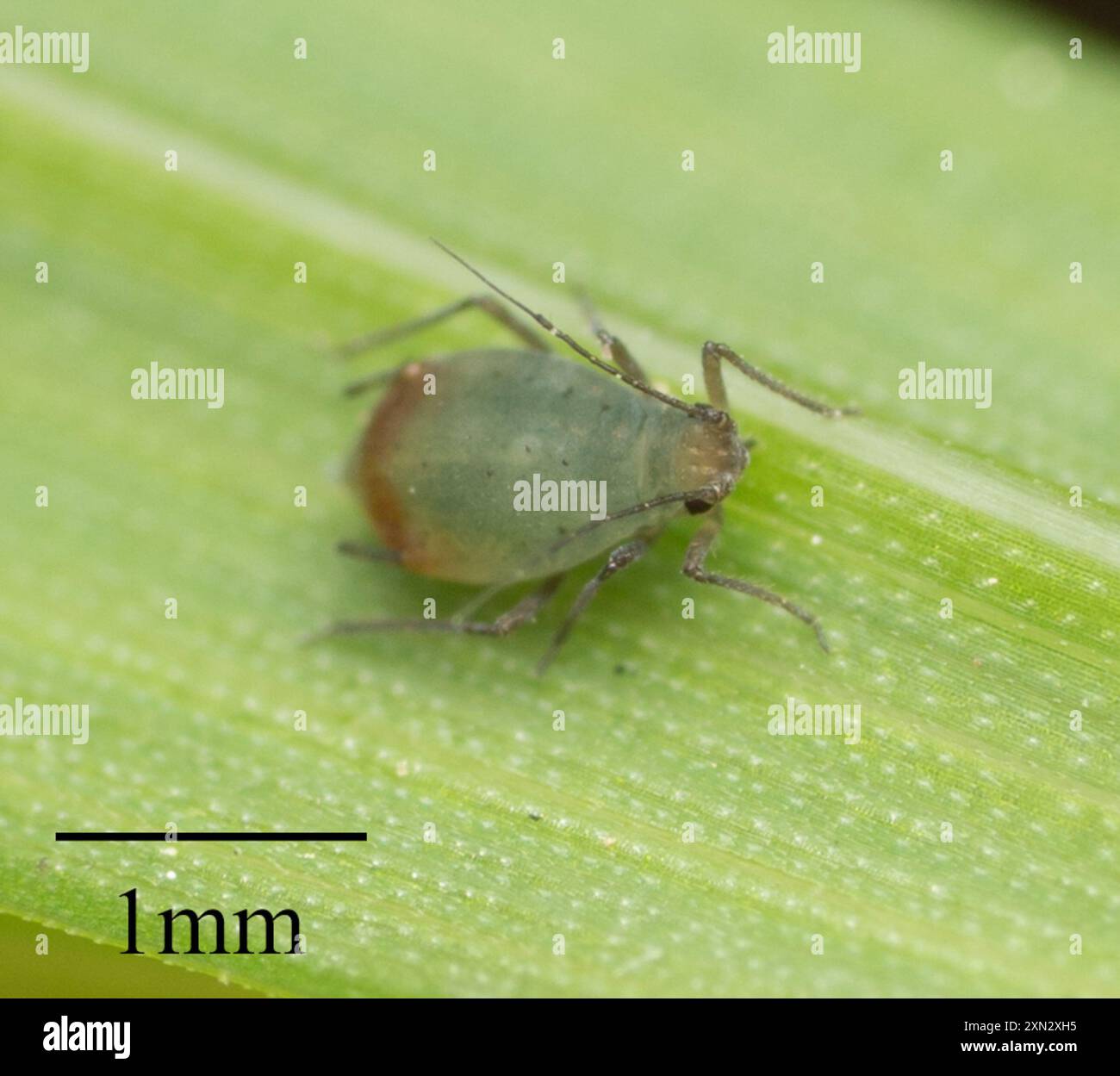 Bird Cherry-oat Aphid (Rhopalosiphum padi) Insecta Stock Photo - Alamy