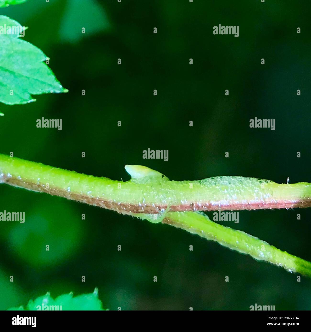 Spittlebugs and Froghoppers (Cercopoidea) Insecta Stock Photo - Alamy