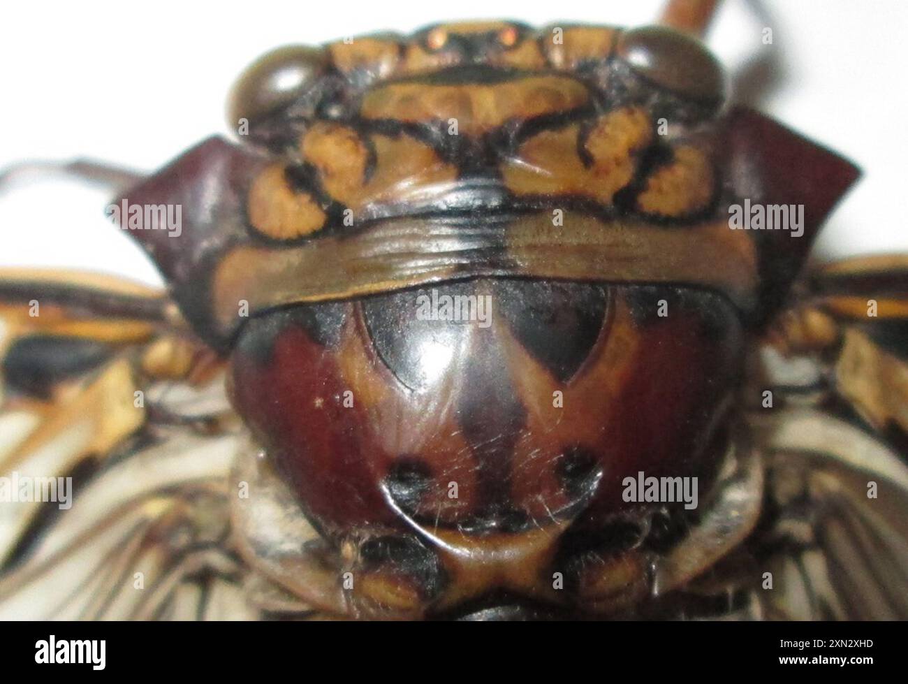 Savanna Sharpcollar Cicada (Oxypleura quadraticollis) Insecta Stock ...