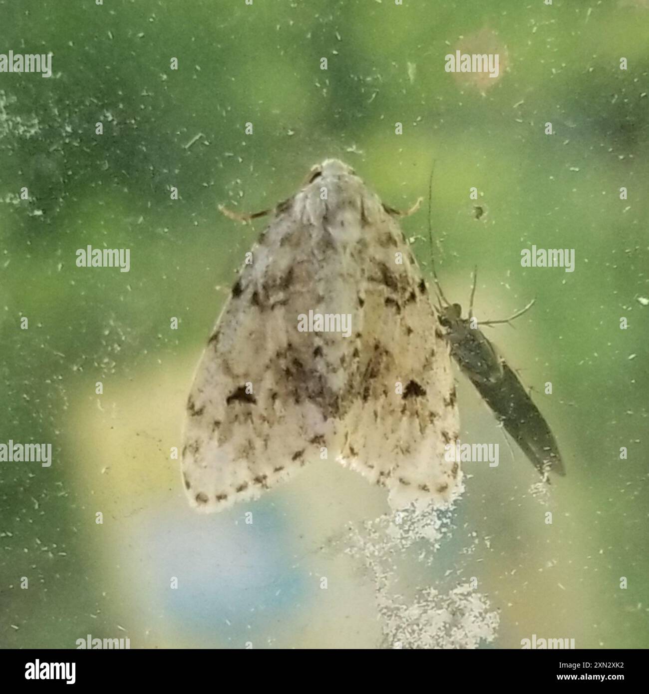 Little White Lichen Moth (Clemensia albata) Insecta Stock Photo - Alamy