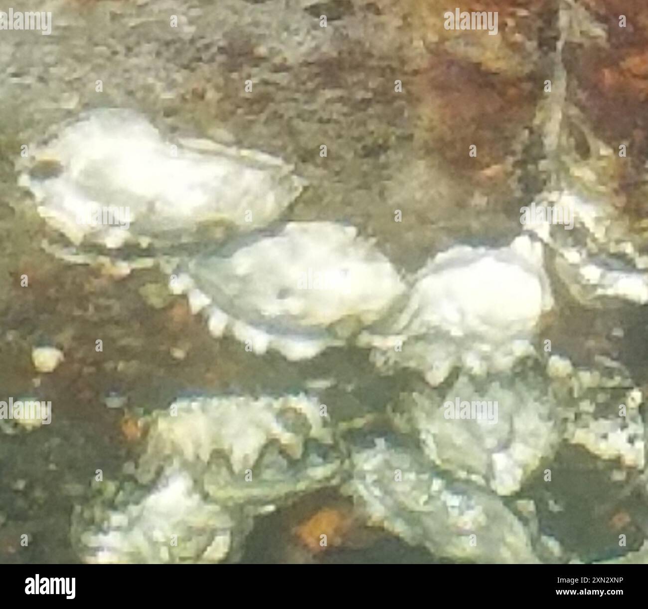 Pacific Oyster (Magallana gigas) Mollusca Stock Photo - Alamy