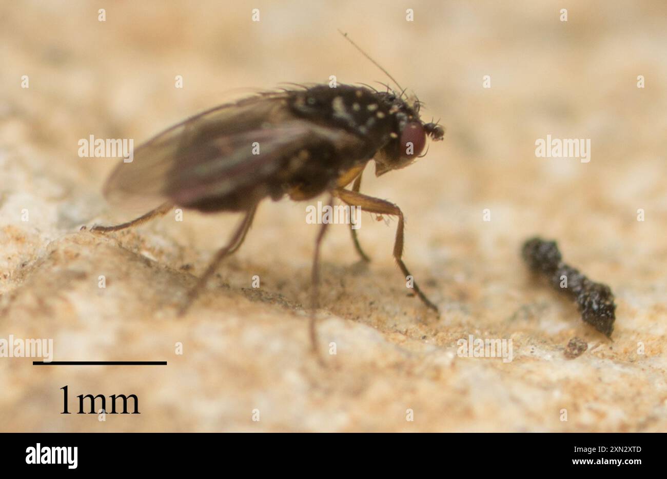 Cruciatus hi-res stock photography and images - Alamy