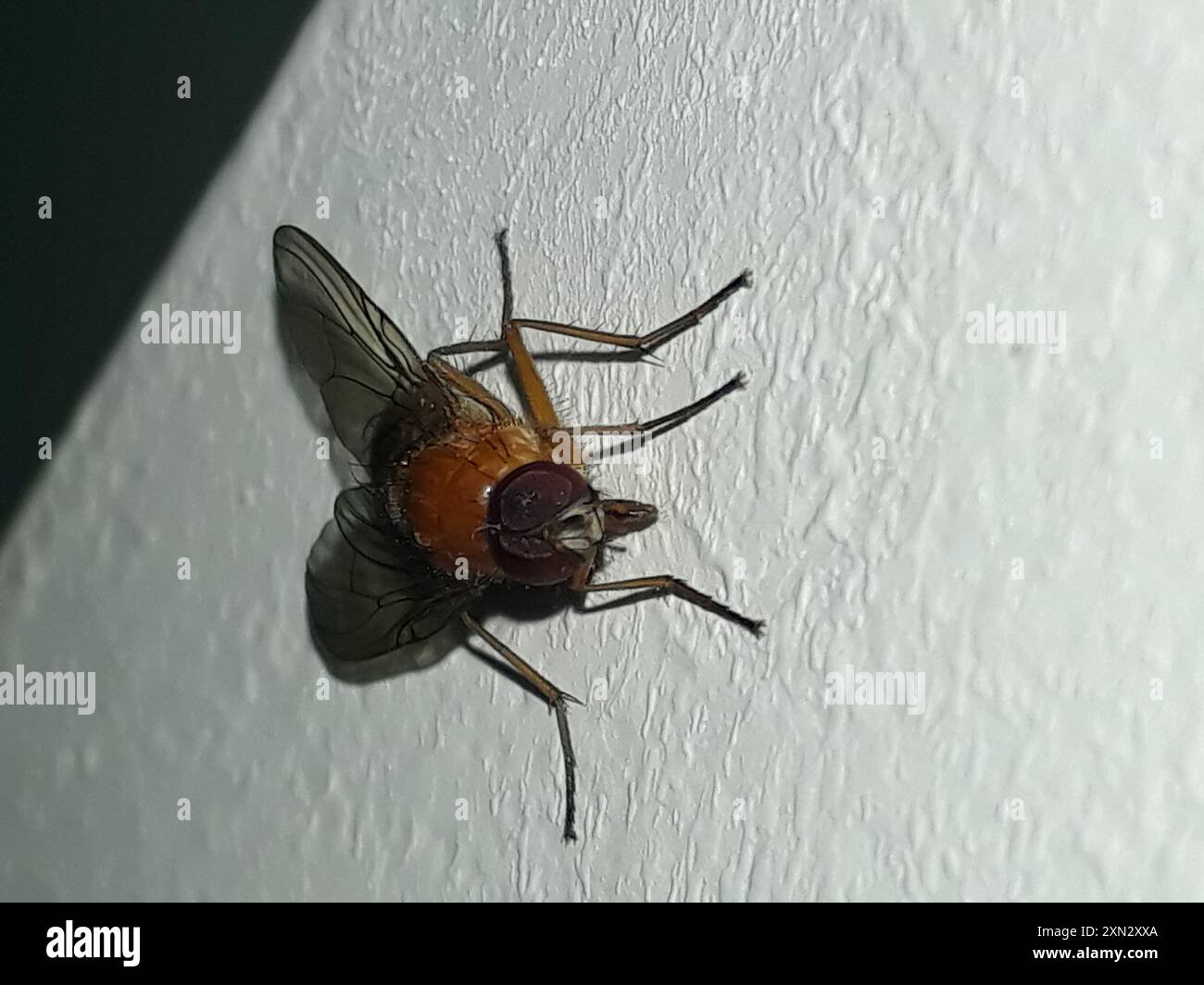 House Flies and Allies (Muscidae) Insecta Stock Photo - Alamy