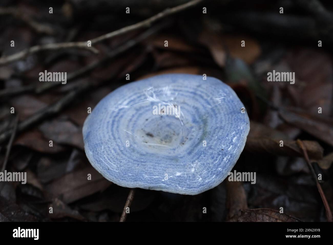 indigo milk cap (Lactarius indigo) Fungi Stock Photo - Alamy