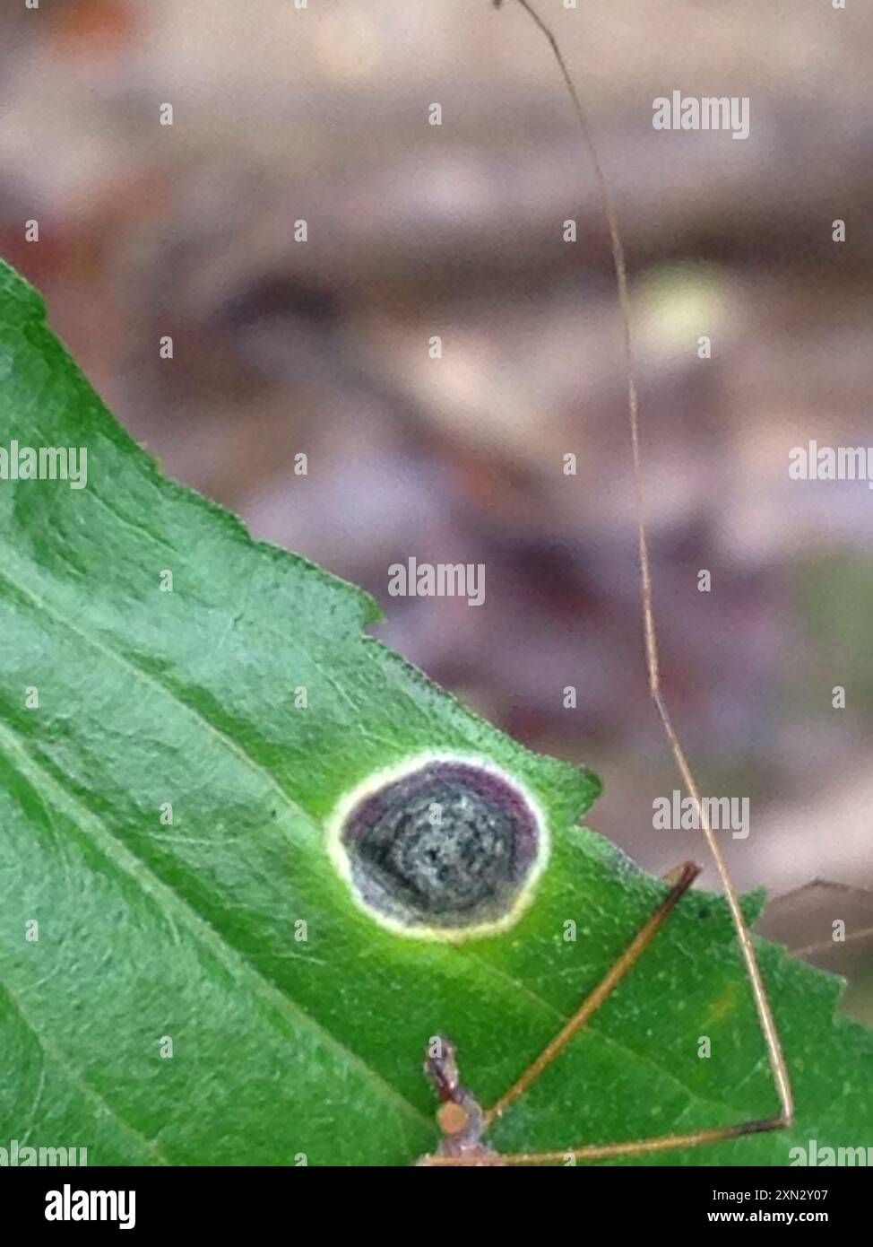 Carbonifera goldenrod gall midge (Asteromyia carbonifera) Insecta Stock ...