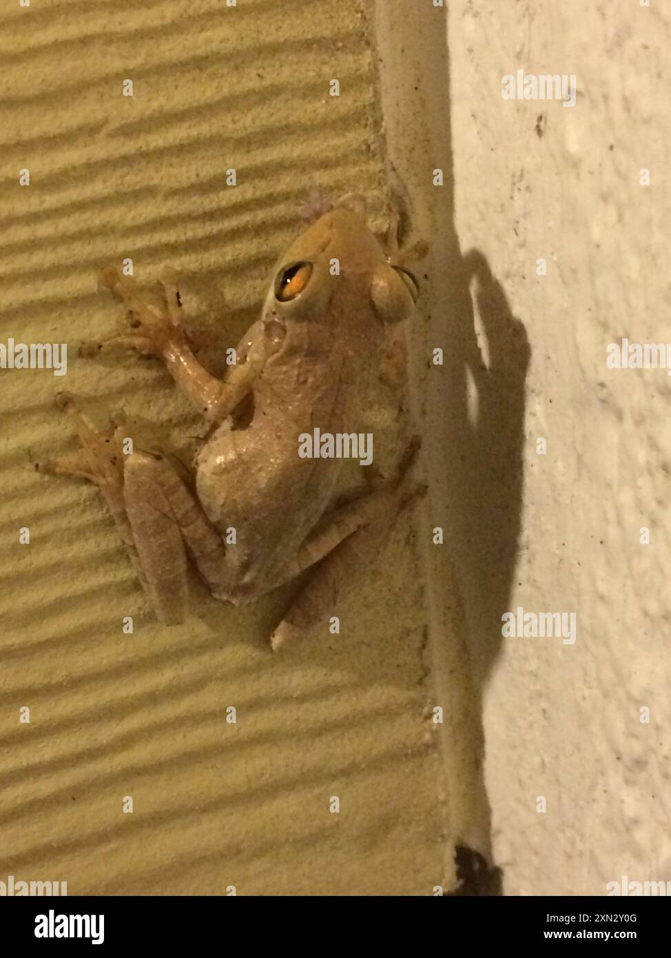 Cuban Tree Frog (Osteopilus septentrionalis) Amphibia Stock Photo - Alamy