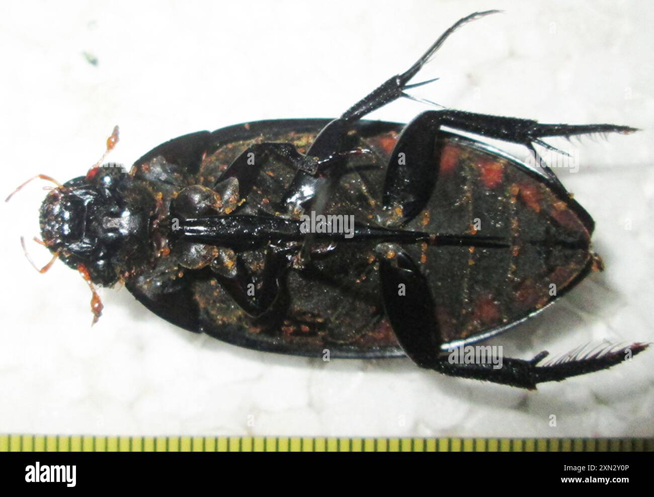 Unspined Giant Water Scavenger Beetle (Hydrophilus senegalensis ...