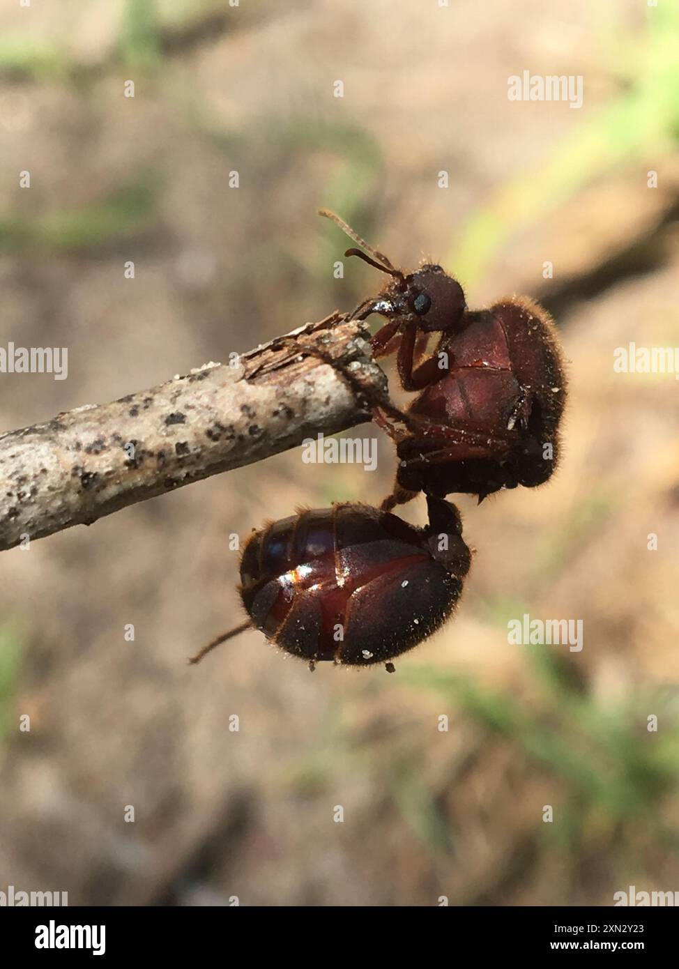 Texas leafcutter ant hi-res stock photography and images - Alamy