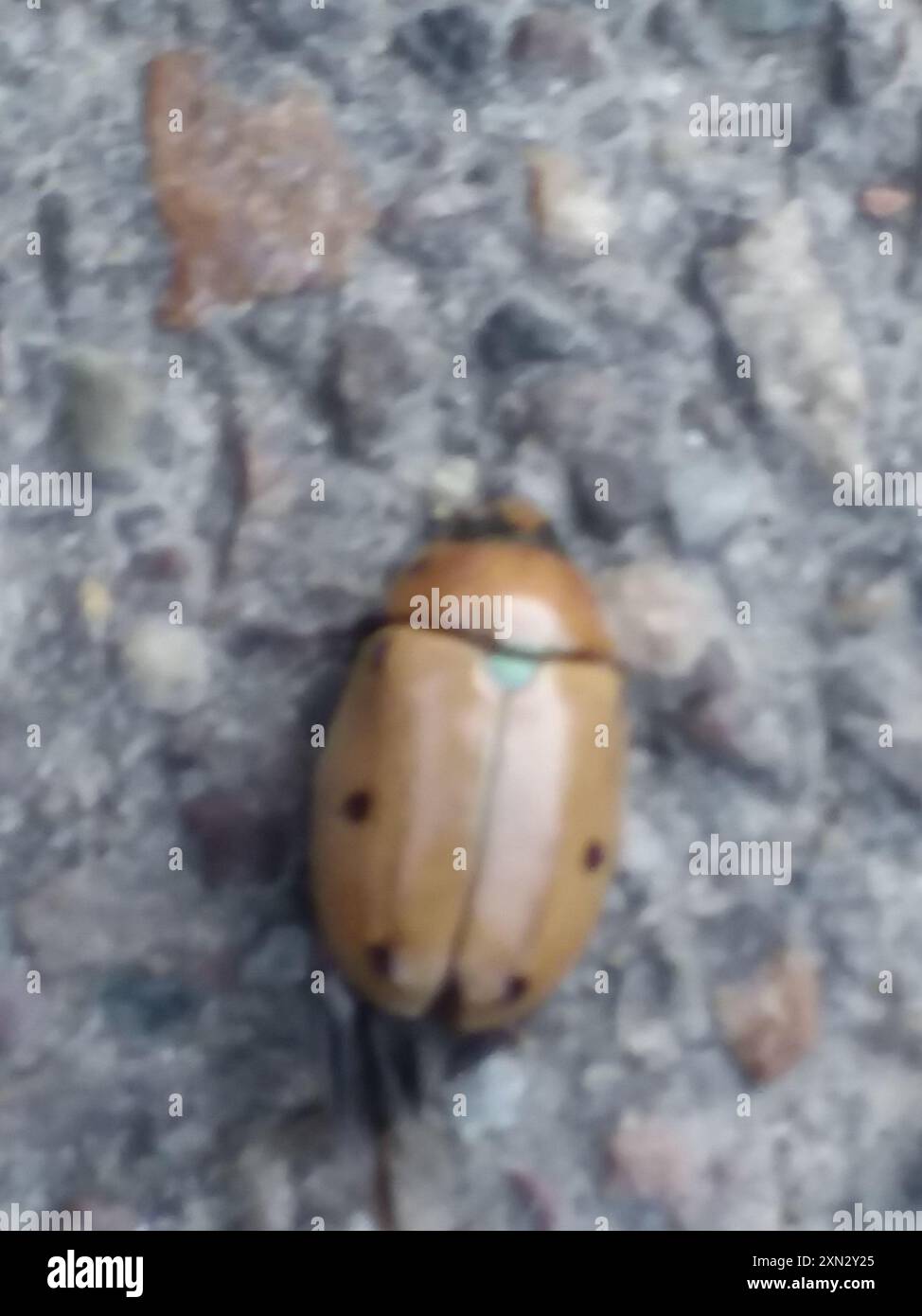 Grapevine Beetle (Pelidnota punctata) Insecta Stock Photo - Alamy