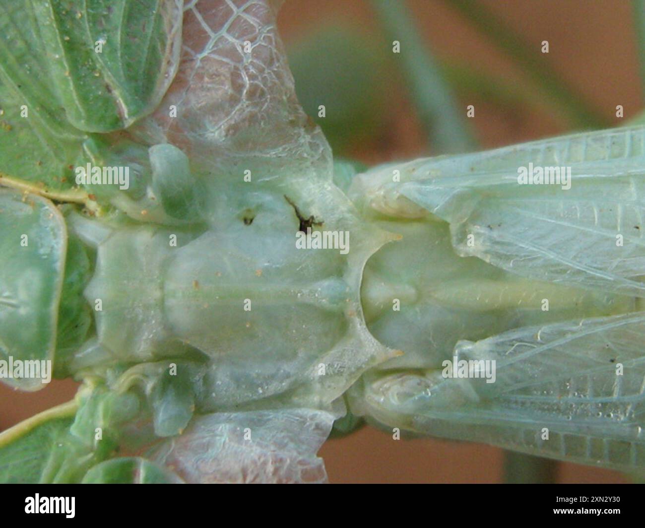 Common Green Mantis (Sphodromantis gastrica) Insecta Stock Photo - Alamy